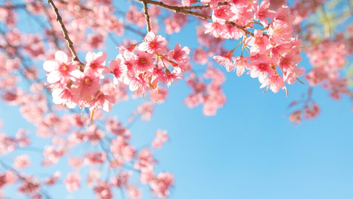 20 Dreamy Pink And White Plants To Create A Magical Garden Vibe