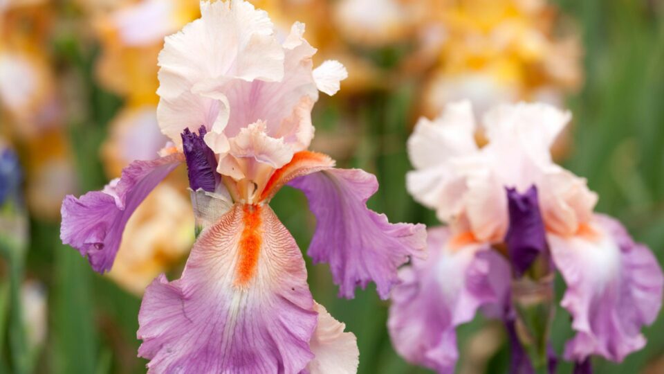 20 Essential Iris Care Tips For Healthy Blooms All Season Long