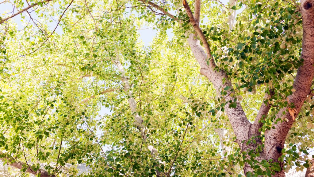 20 Fast-Growing Trees That Will Improve Your Yard (And Give You ...