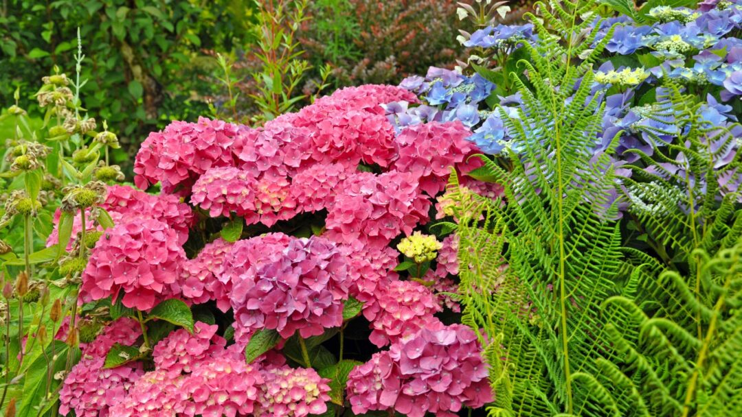20 Plants That Help Hydrangeas Flourish When Planted Nearby