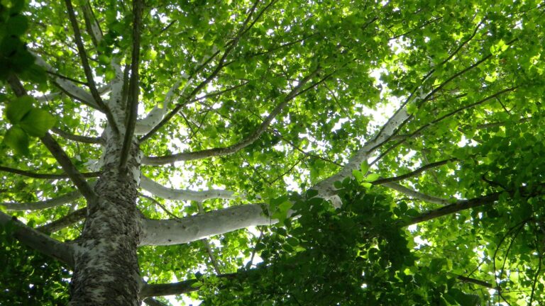 20 Shade Trees To Plant Now For Cool Comfort All Summer Long