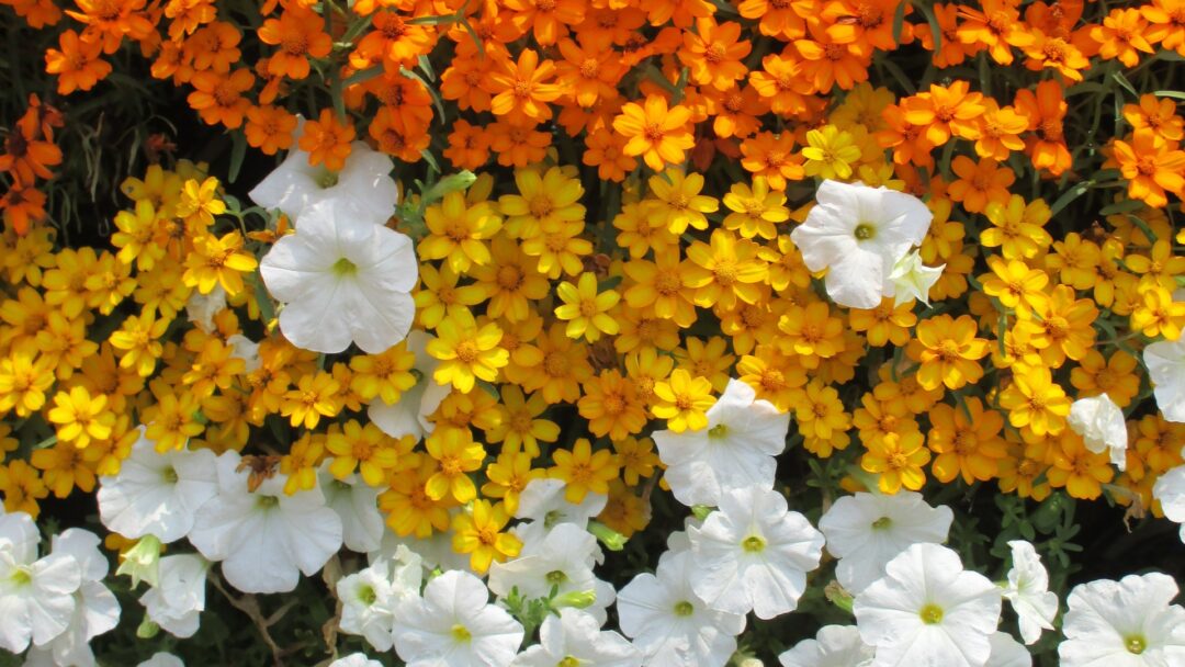 20 Show-Stopping Annuals That Bring Endless Color All Season Long (Plus ...