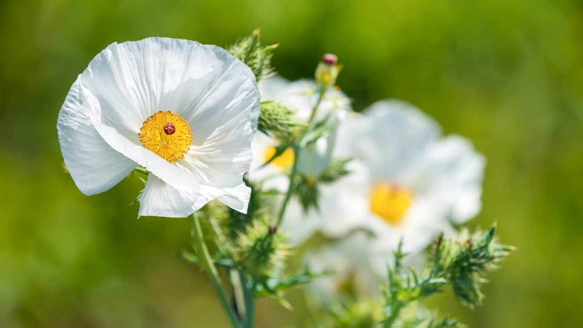 20 Surprisingly Legal Plants You Can Freely Grow In Your US Backyard