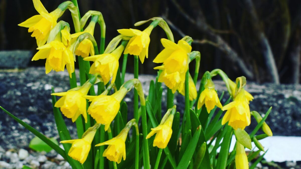20 Things That Harm Daffodils After Flowering (And What To Do Instead ...