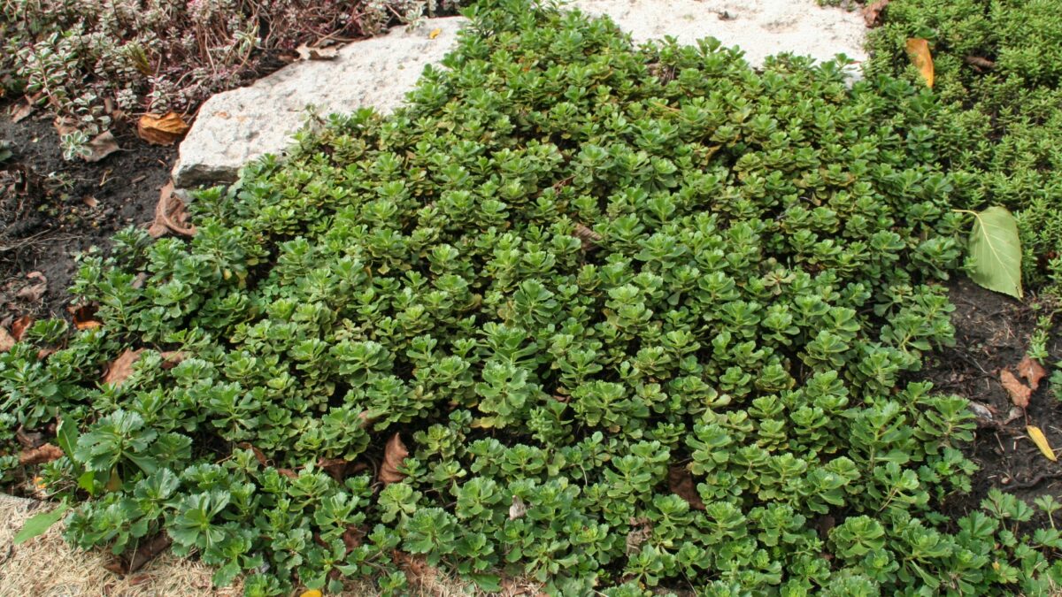 23 Easy No-Mow Grass Alternatives For Your Lawn (Plus Eco-Friendly ...