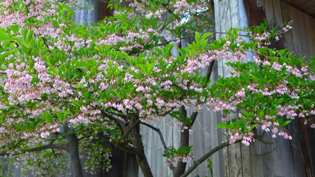 27 Small Trees That Add Charm To Your Landscape Without Damaging Your ...