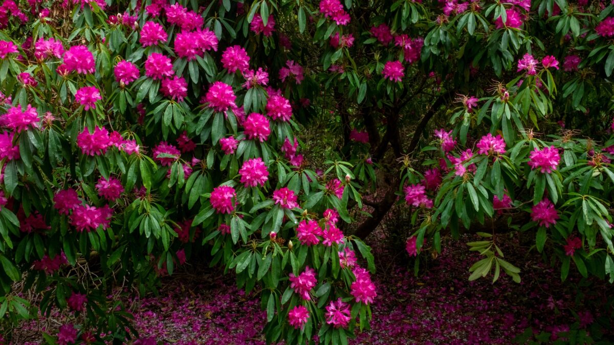 28 Gorgeous Flowering Shrubs For Shade (Plus A Few More To Brighten ...