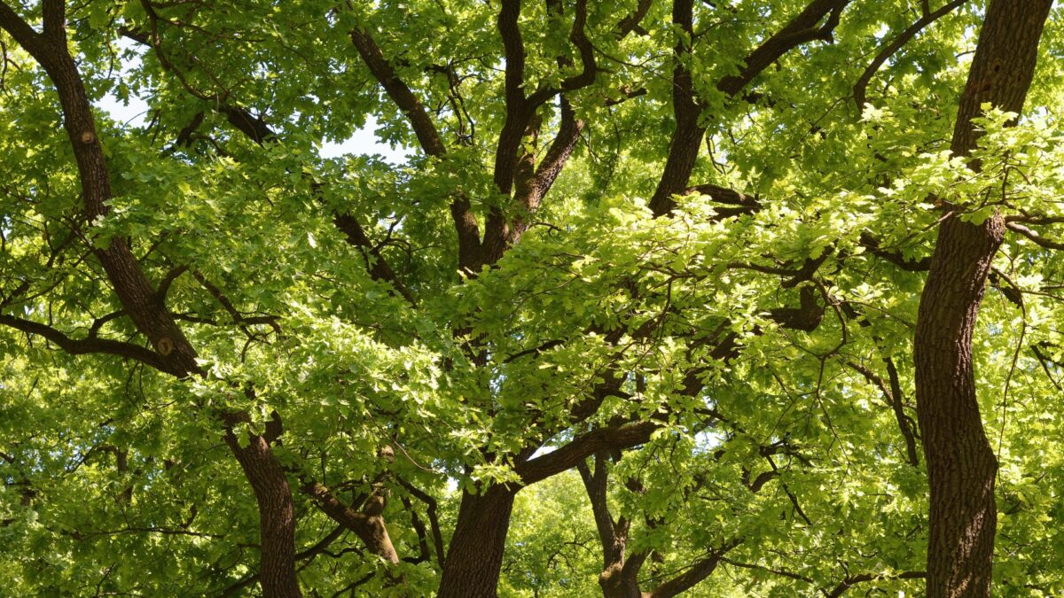 29 Trees That Can Threaten Your Home’s Foundation, According To ...
