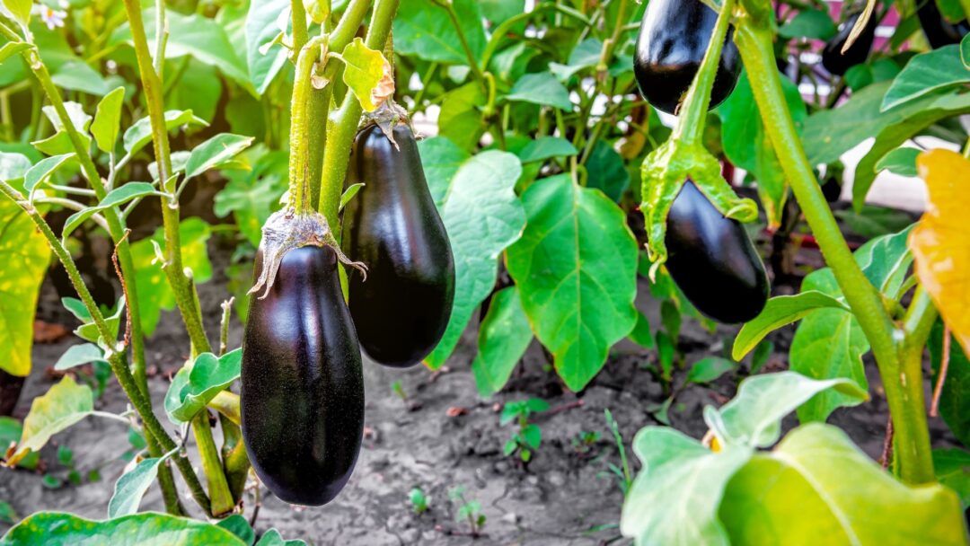 31 Worst Vegetables To Plant In Raised Garden Beds