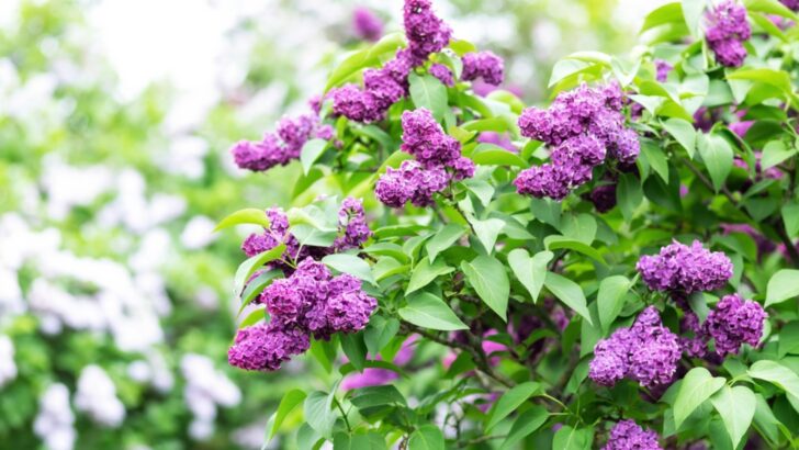 34 Resilient Shrubs That Thrive Anywhere And Always Look Stunning