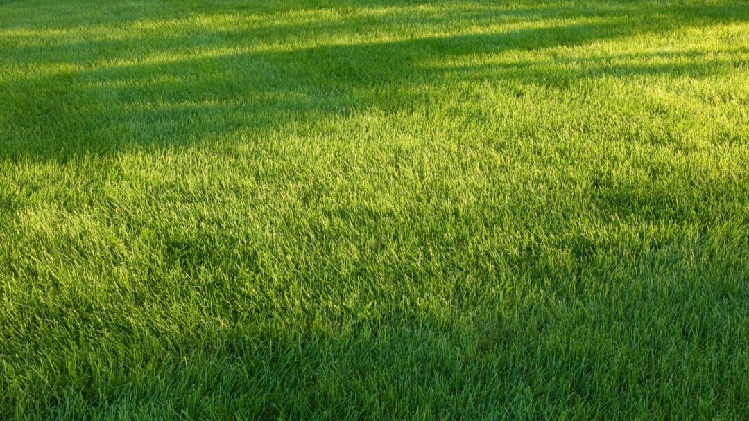 34 Tips For Growing Grass Seed Quickly To Create A Healthy Lawn In No Time