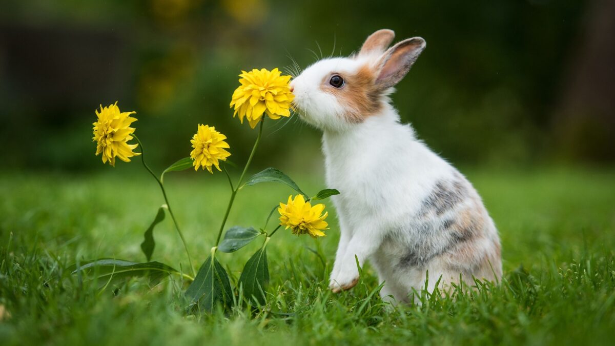 37 Powerful Plants That Repel And Keep Rabbits Out Of Your Yard