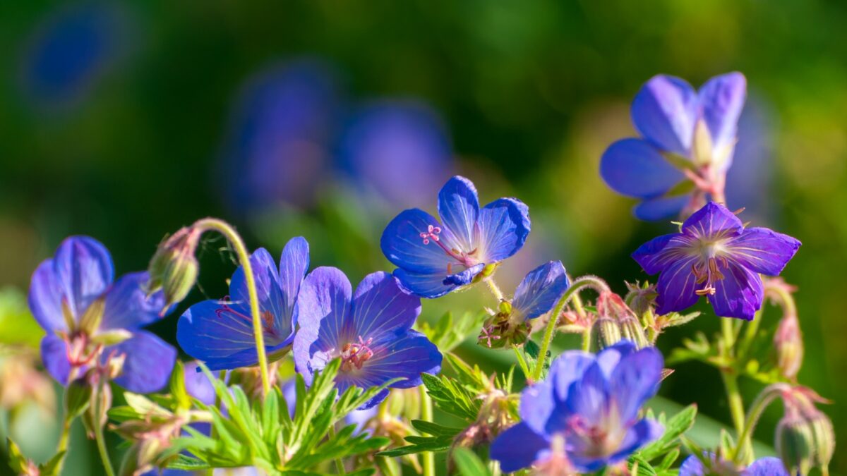 39 Bold Blue Perennials That Will Never Leave Your Yard Once Planted