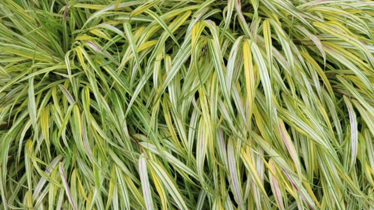 8 Invasive Ornamental Grasses To Avoid (And 8 That Behave Beautifully)