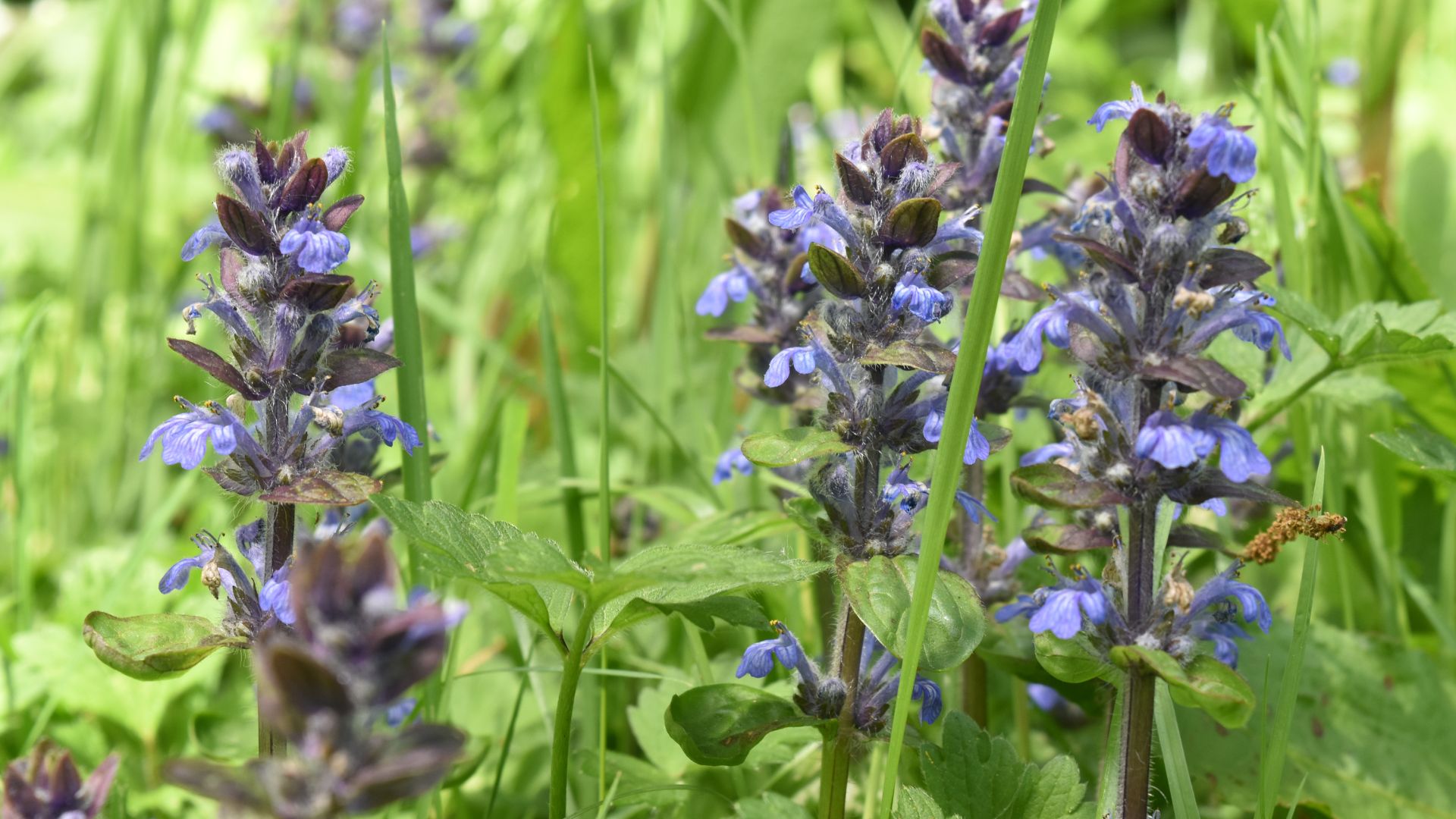 22 Incredible Plants You Can Grow Right Over A Tree Stump