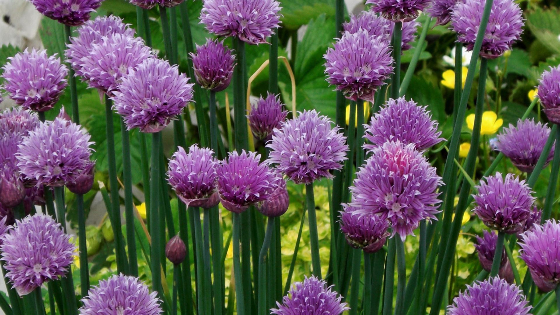 32 Vegetables That Are Perfect For Square Foot Gardening