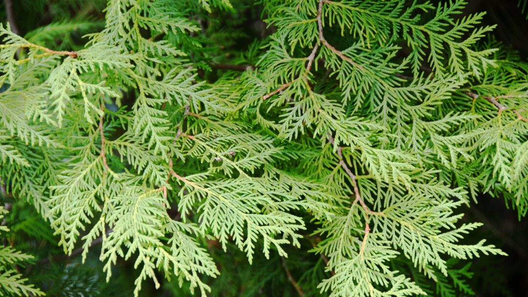 27 Small Trees That Add Charm To Your Landscape Without Damaging Your ...