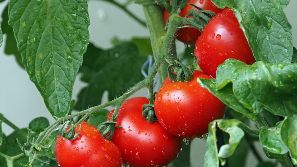 23 Expert Tips For Growing The Best Tomatoes In Your Garden (Plus Some ...