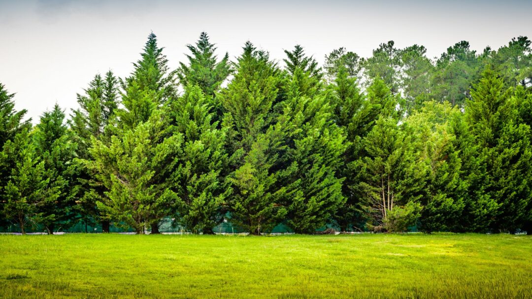 29 Fast-Growing Evergreen Trees That Will Be Tall Before You Know It
