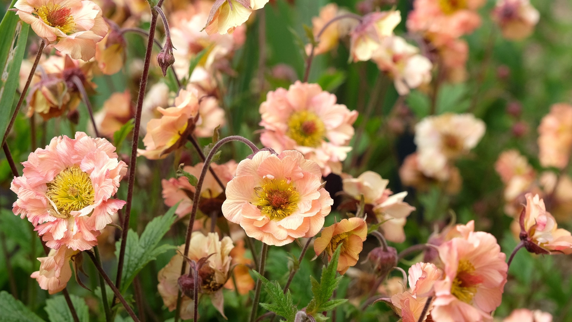 These 36 Perennial Plants Are So Hardy Even Beginners Can’t Ruin Them