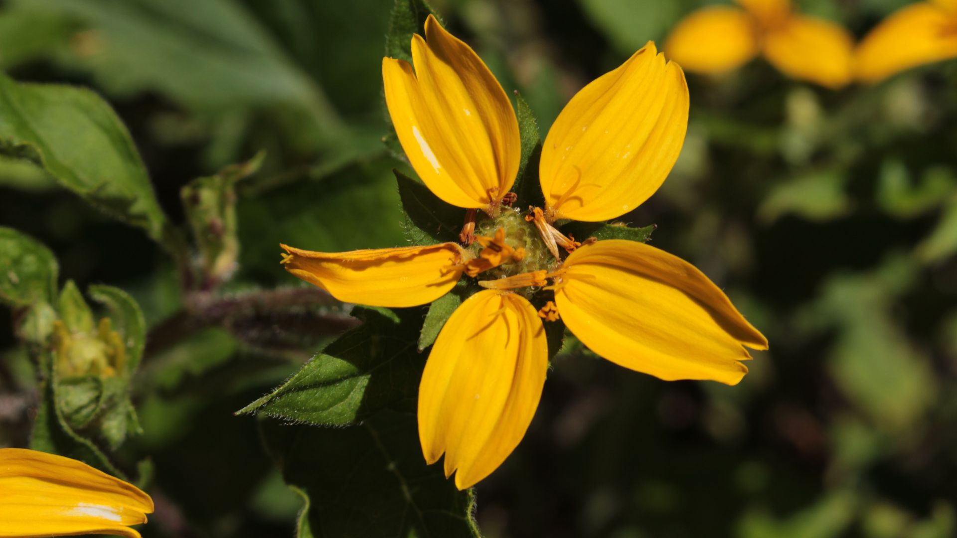 The 24 Gorgeous Flowering Ground Covers For Shady Spots Under Trees