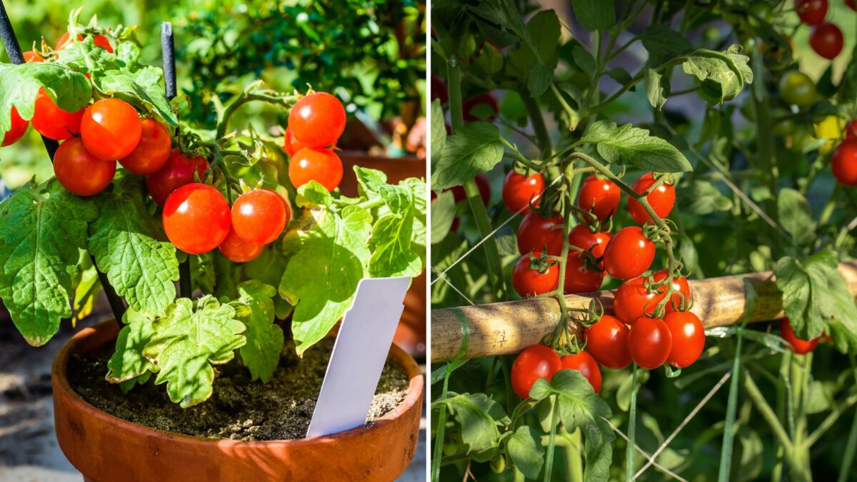Is It Better To Grow Tomatoes In Pots Or The Ground? 15 Tips To Make ...