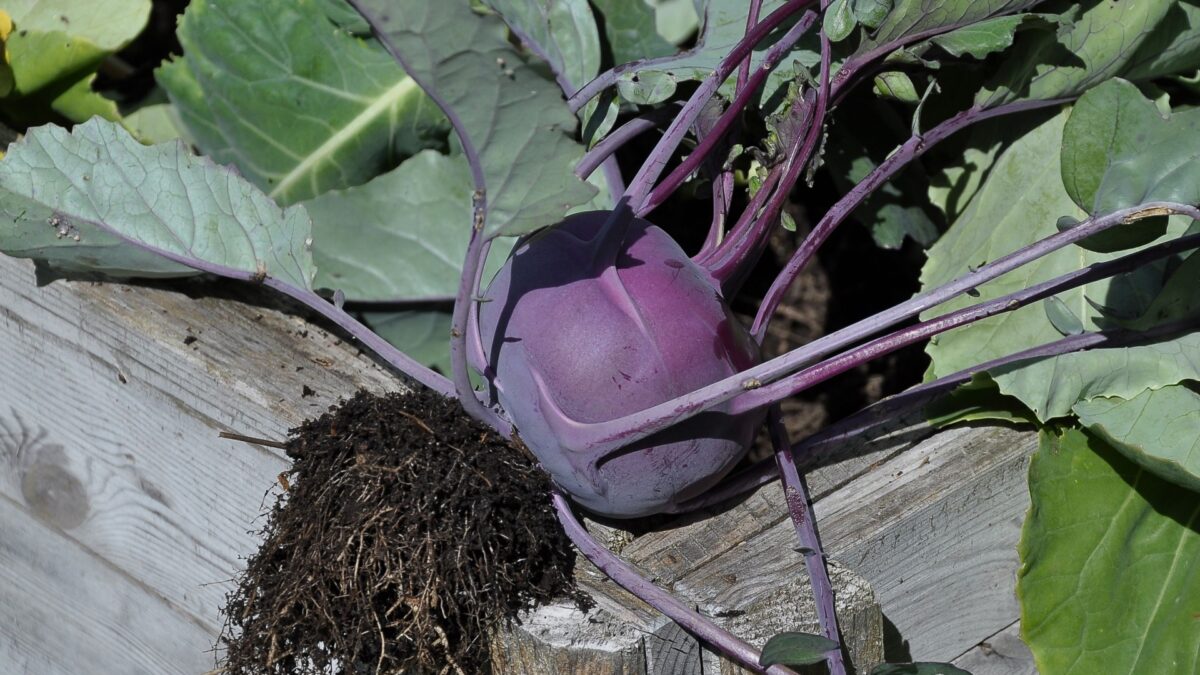 30 Great Veggies To Grow In Raised Beds (And 8 That Hate Raised Beds)