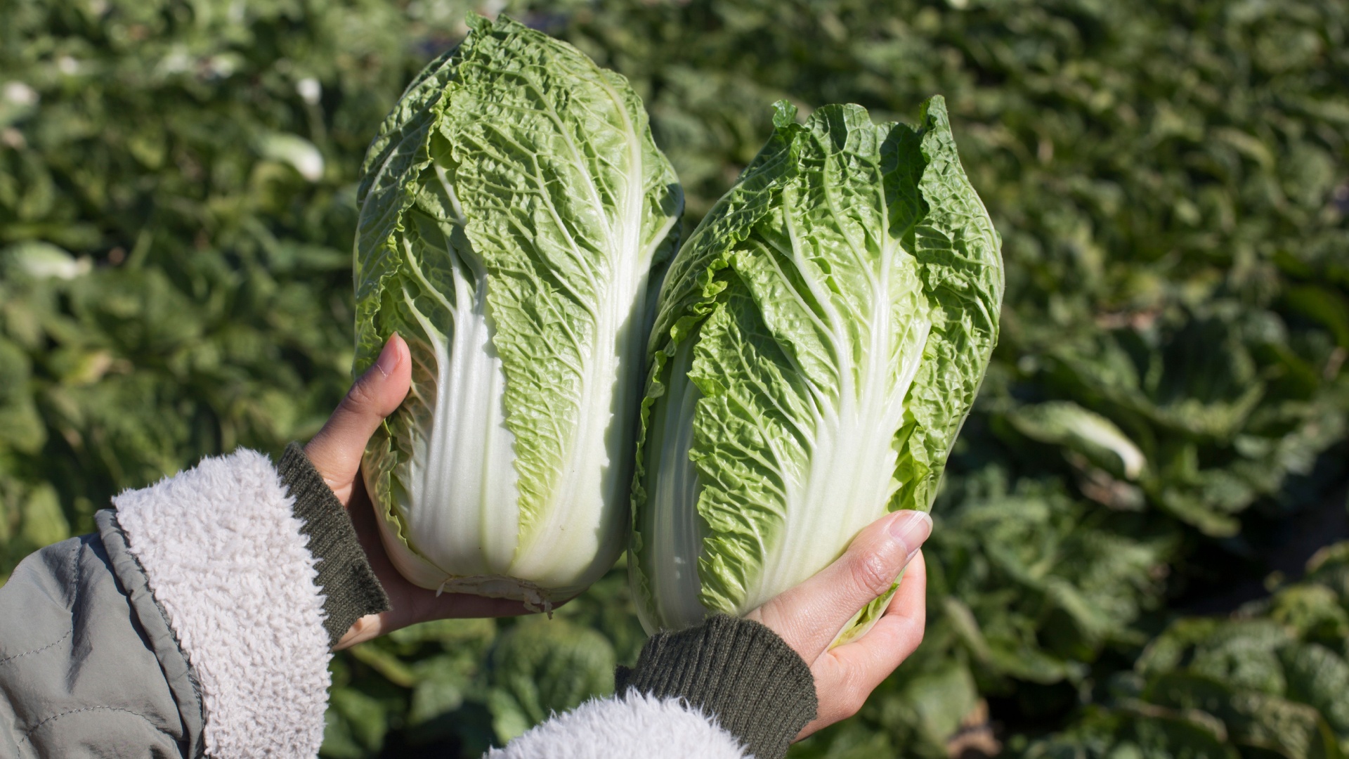 22 Vegetables That Keep Regrowing After You Harvest Them (Plus A Few ...