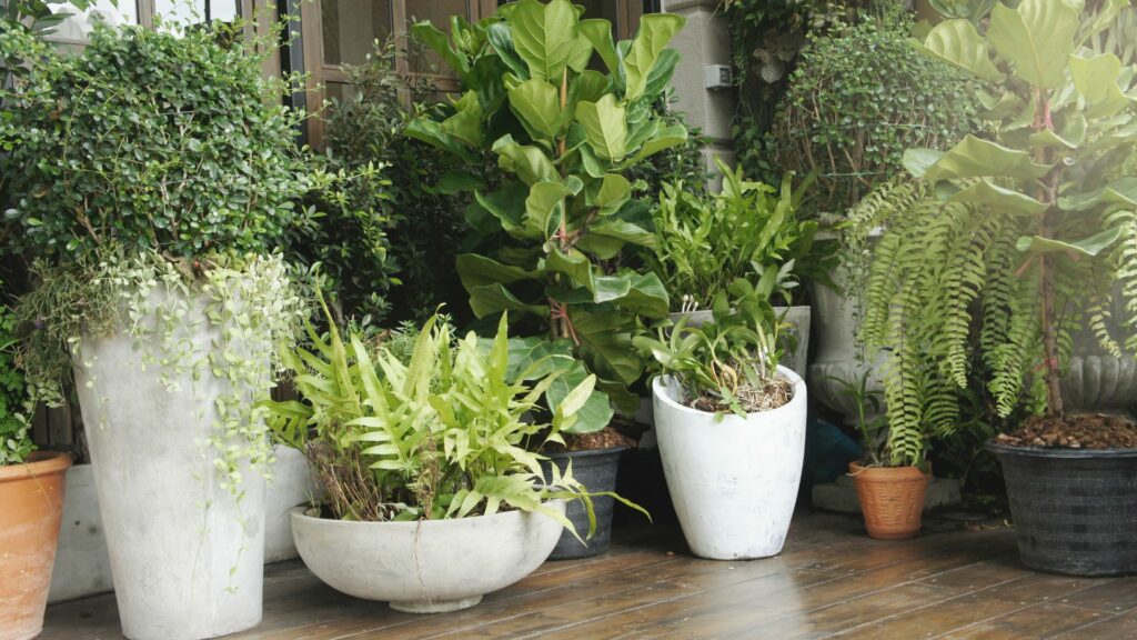 33 Patio Plants That Thrive In Pots And Containers