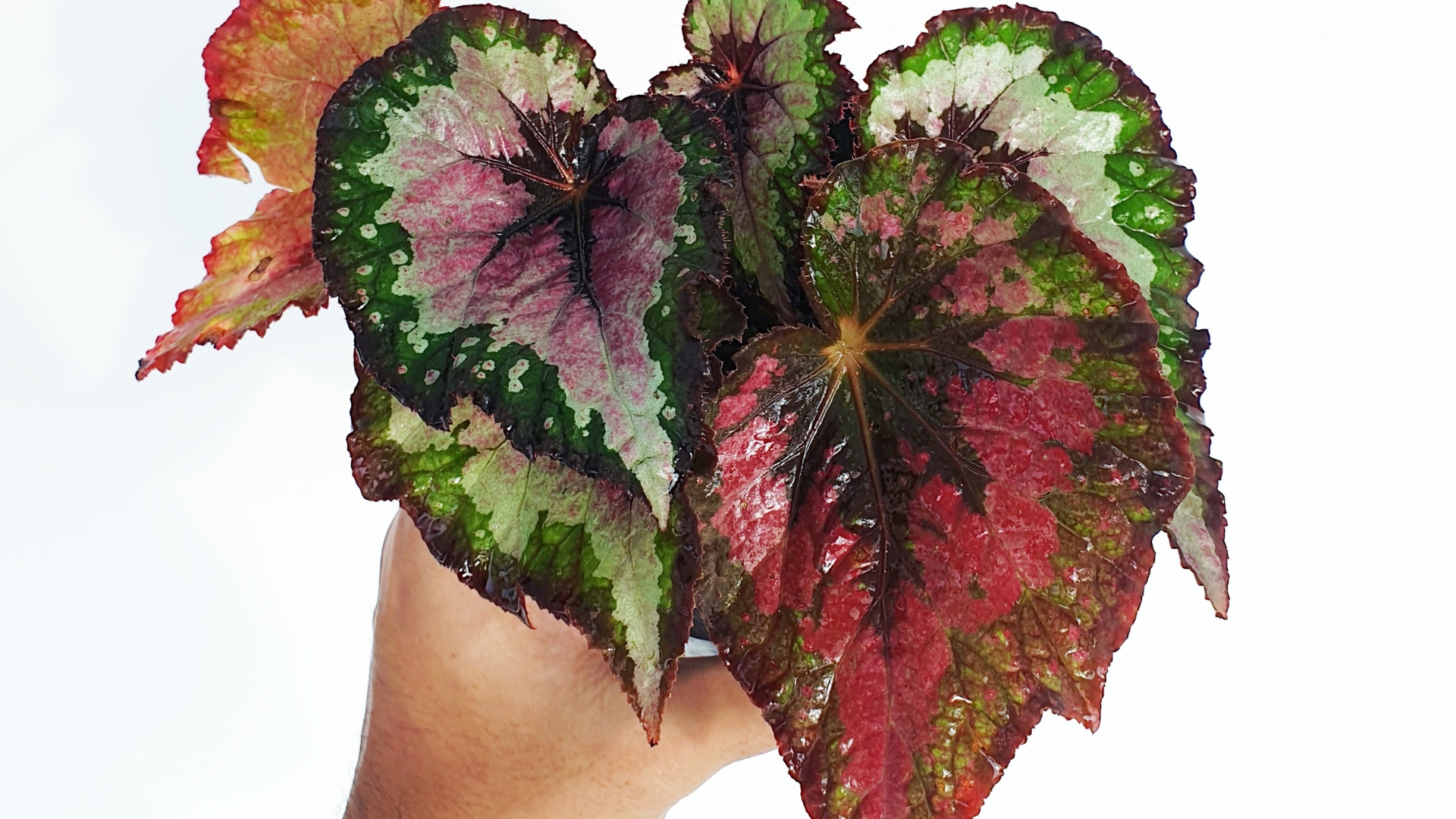 39 Houseplants That Love To Be Pot-Bound – Plants That’ll Thrive In ...