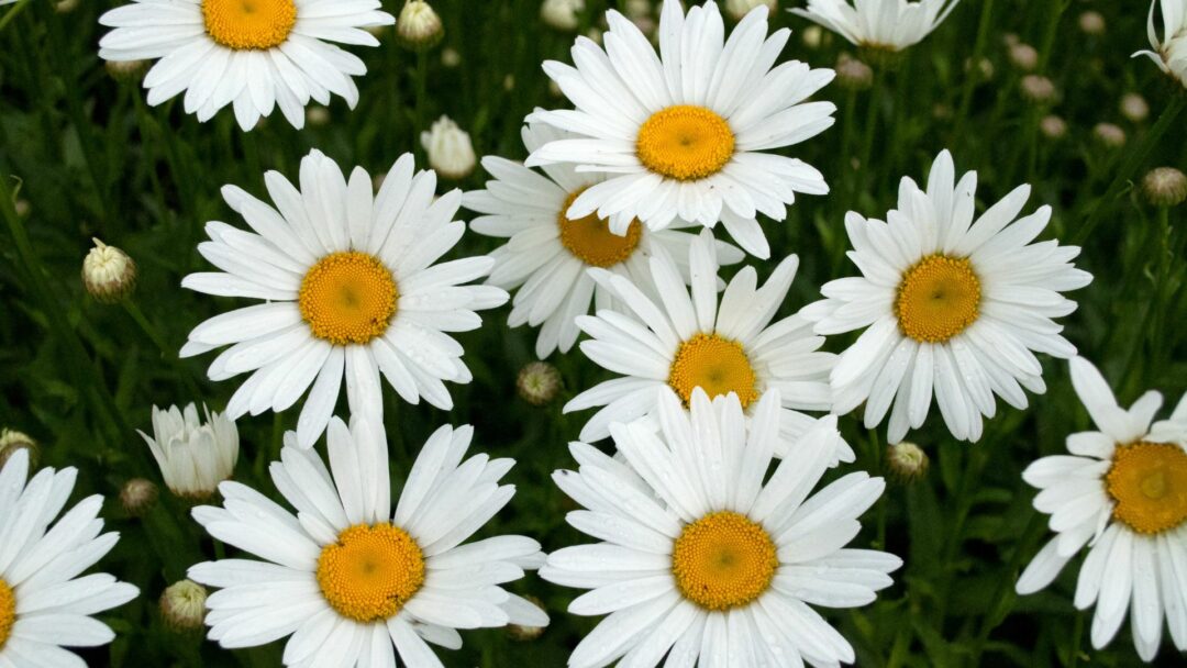17 Flowering Perennials That Need Constant Care (And What To Plant ...