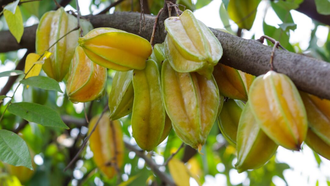26 Fruit Trees You Definitely Want In Your Backyard