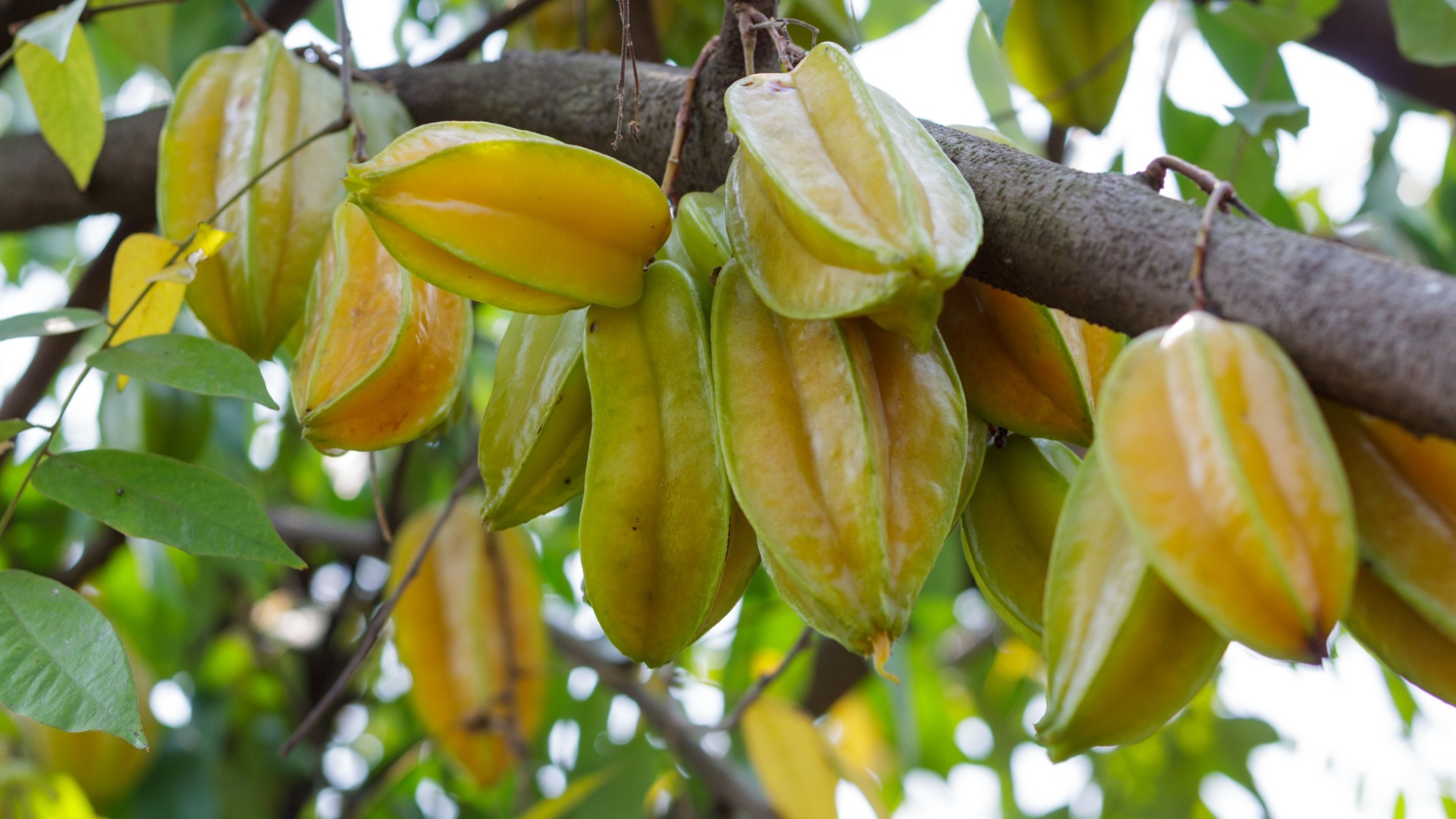 26 Fruit Trees You Definitely Want In Your Backyard