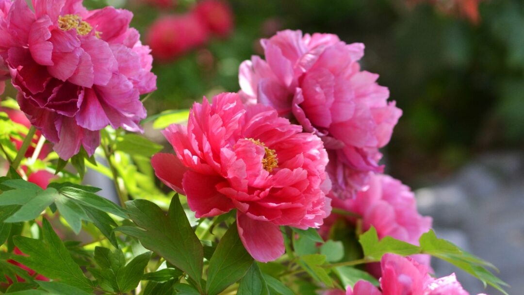 22 Tips And Tricks To Keep Peonies Blooming For Longer (And 6 Things ...