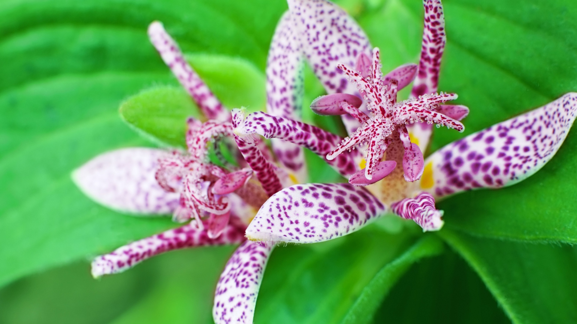 26 Spectacular Perennial Flowers That Require Minimal Maintenance (Plus ...