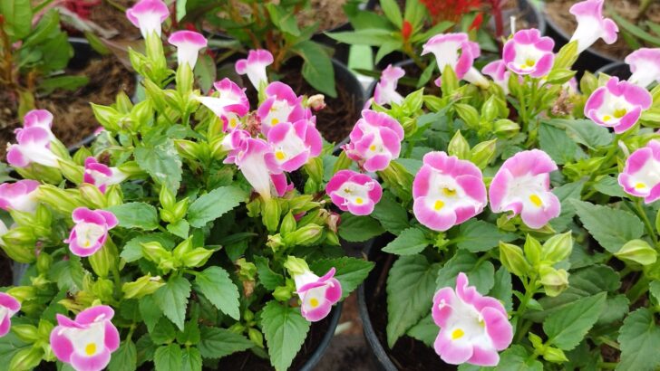 These 17 Annual Flowers Are Ideal For Growing In Containers (Plus 5 ...