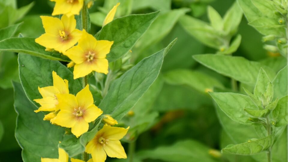 39 Spectacular Yellow Perennials That Will Never Leave Your Garden Once ...