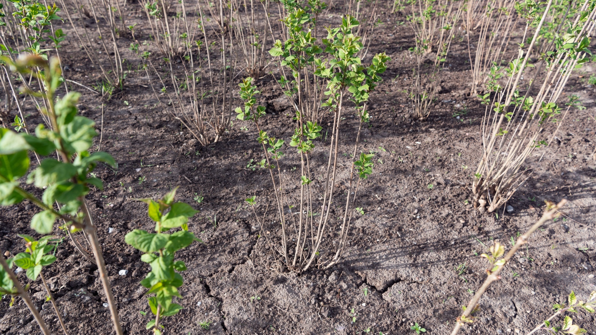 16 Brilliant Lilac Pruning Tips That Lead To More Flowers Every Summer ...