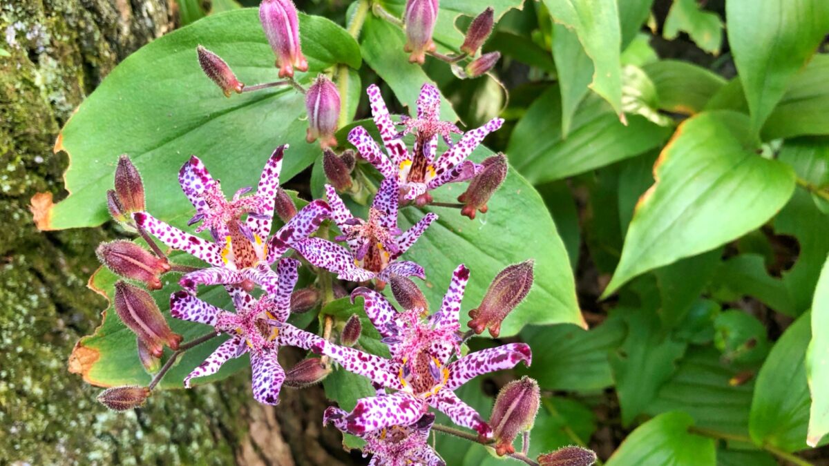 25 Perennials That Multiply On Their Own (And A Few Extras For A Fuller ...