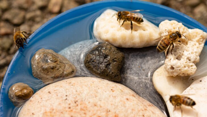 10 Easy Ways To Add A Bee Bath To Your Garden – And Why Your ...