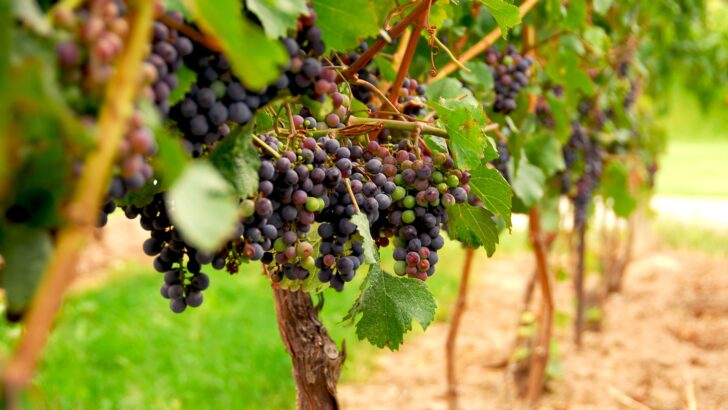 10 Easygoing Fruit Vines That Bring Instant Life To Your Backyard (And ...