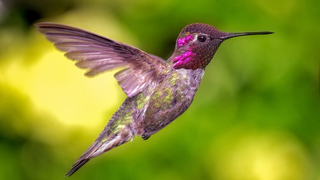 10 Things Scaring Hummingbirds Away From Your Yard (And How To Invite ...