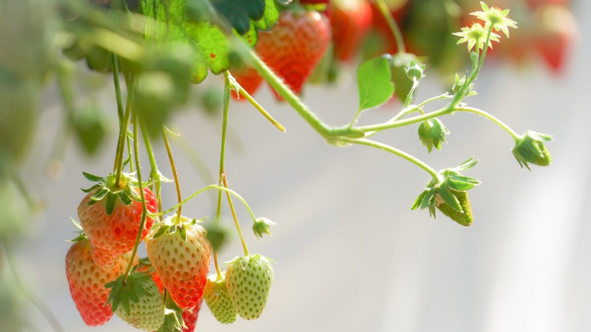 10 Types Of Produce That Tend To Carry The Most Pesticides (And Safer ...