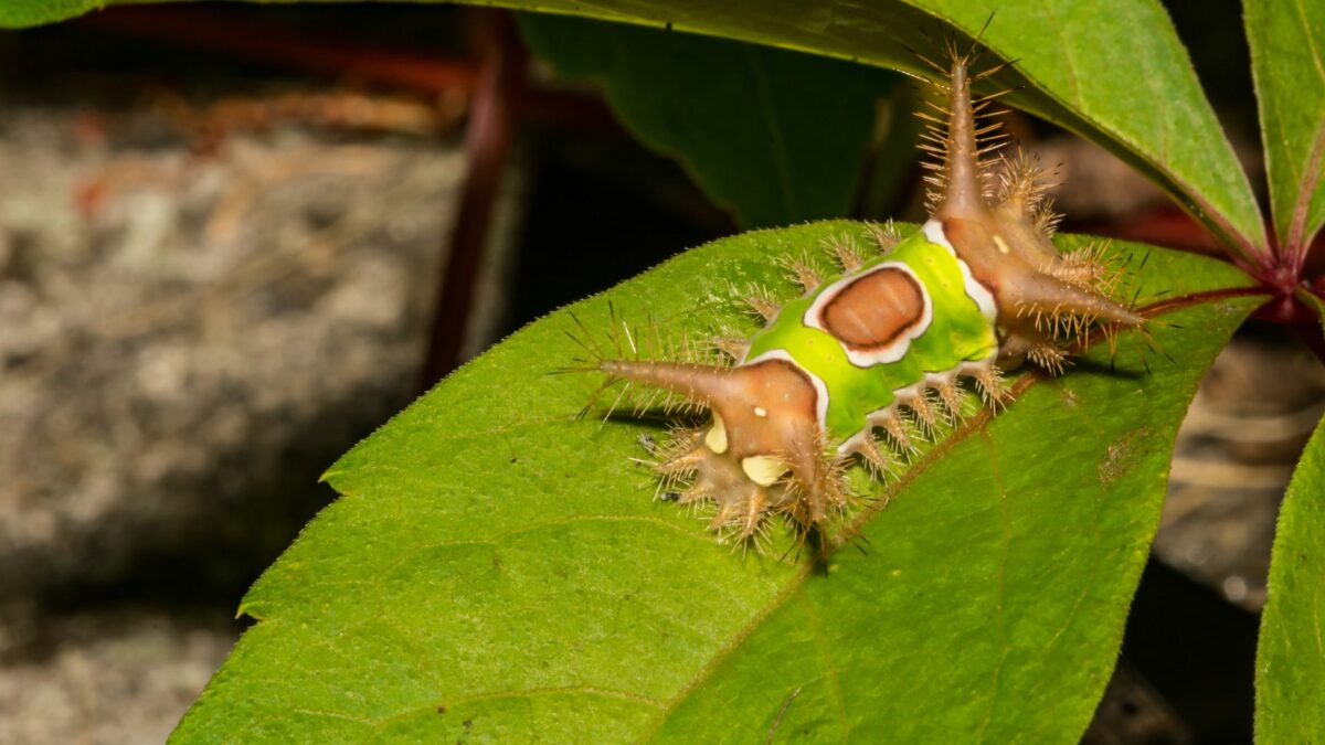 10 Venomous Caterpillars You Should Watch Out For In The Garden (And 5 ...
