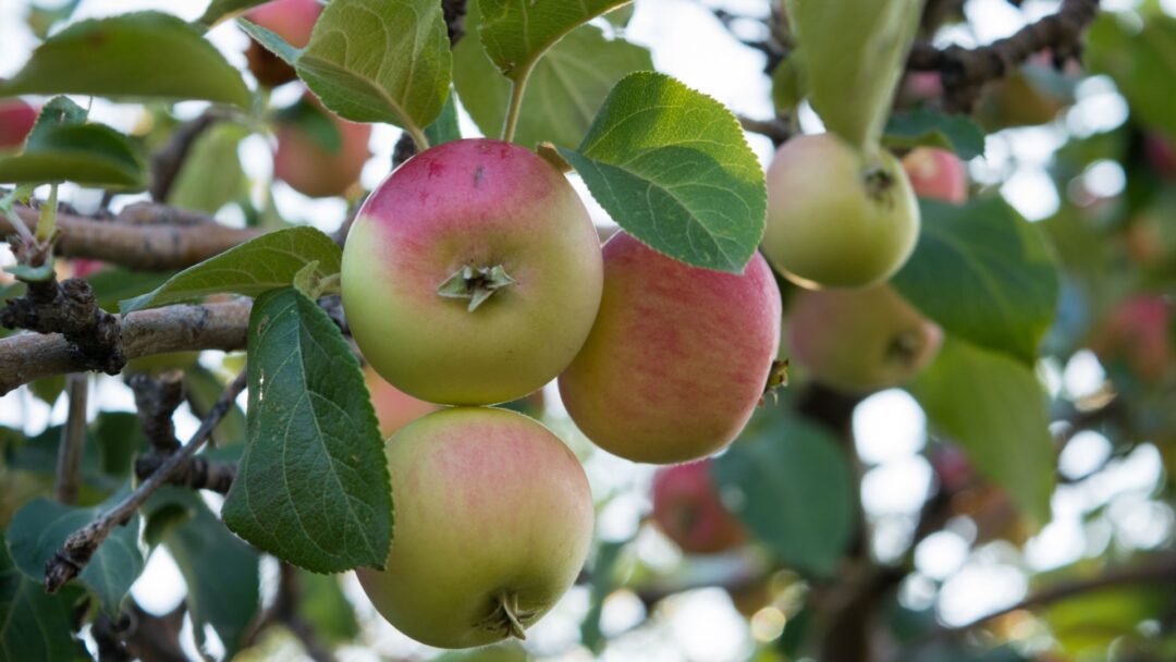 12 Apple Tree Companions That Help You Grow Big, Juicy Fruit – Plus 4 ...