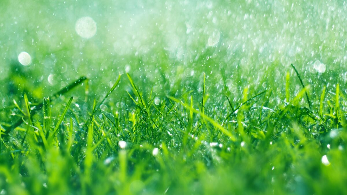 13 Easy Ways To Keep Your Lawn Thriving Through Heavy Rainfall