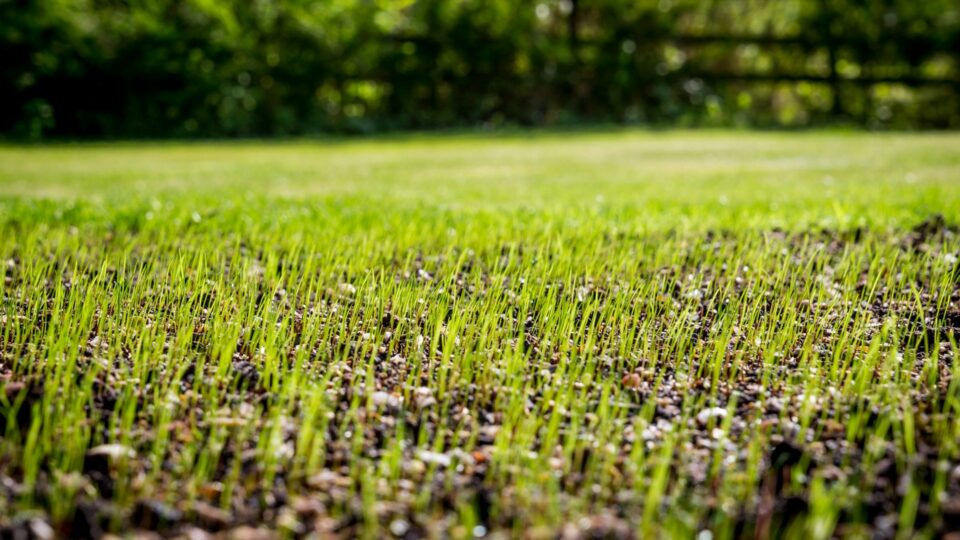 14 Surefire Ways To Seed Grass This Spring (Plus 7 Rookie Mistakes To ...