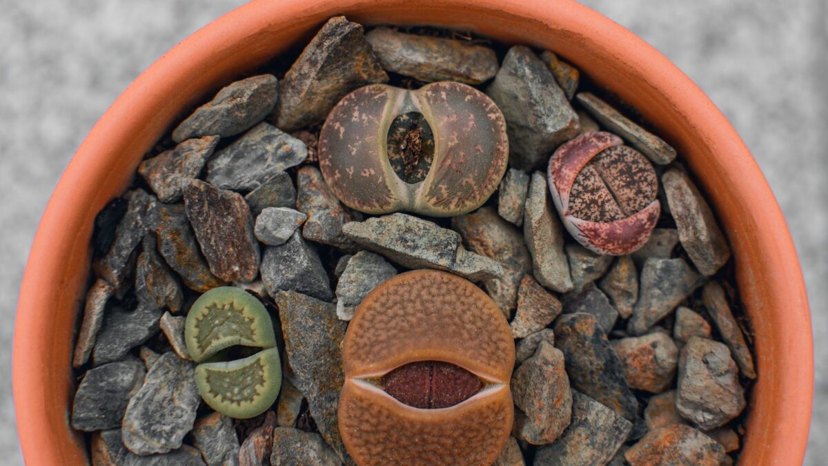 14 Unusual Succulents That Double As Living Sculptures (And 3 That Are ...
