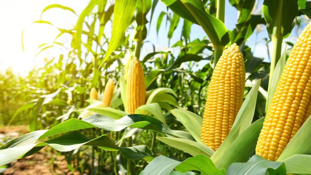 15 Corn Growing Mistakes That Could Ruin Your Harvest – But Here’s How ...