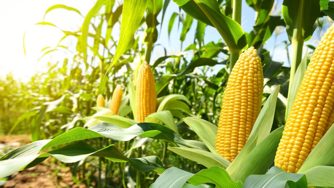 15 Corn Growing Mistakes That Could Ruin Your Harvest – But Here’s How ...